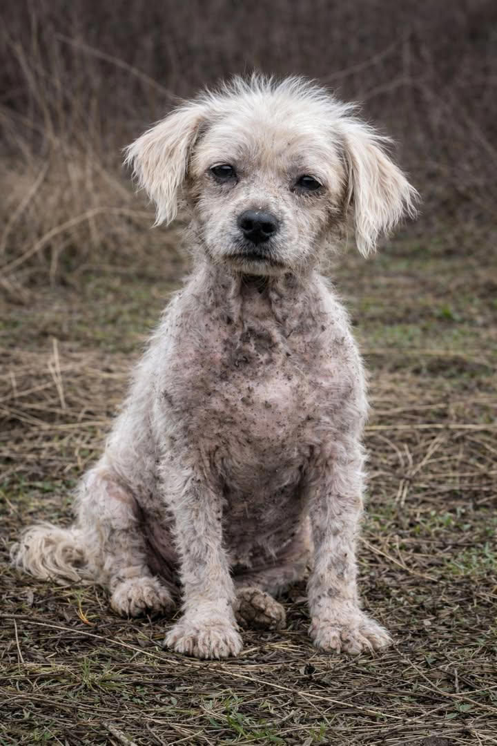 Cane anziano abbandonato perché malato: trovato ad aspettare chi lo ...