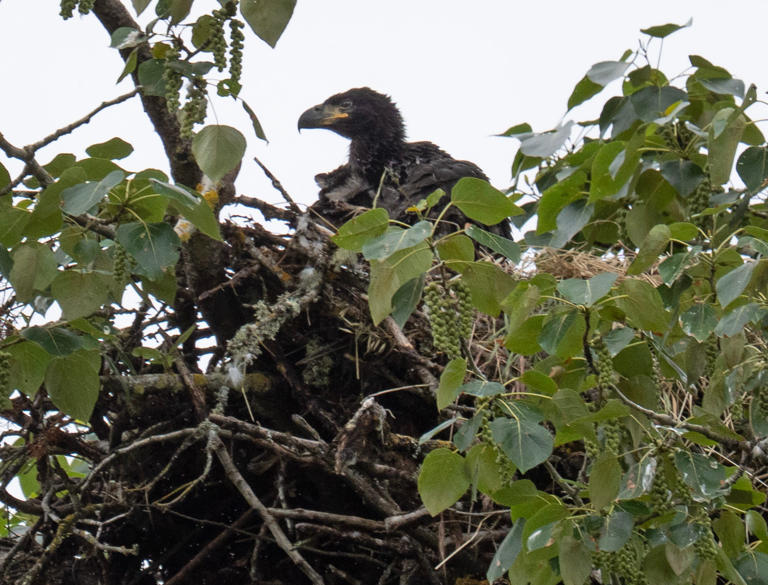 Fallen bald eaglet reunited with family near Skinner Butte