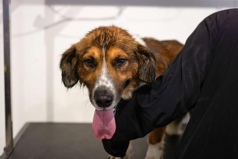What it means if your dog won't stop panting