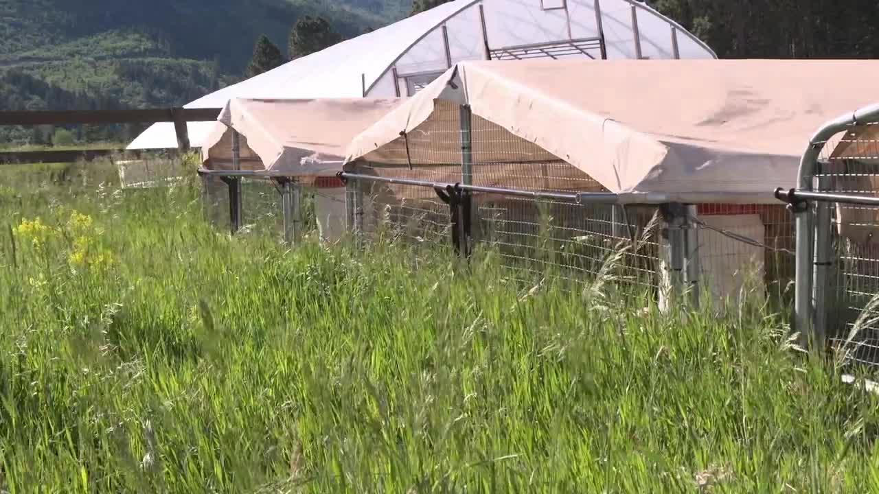 Regenerative farming helps this Utah farmer use less water during dry year