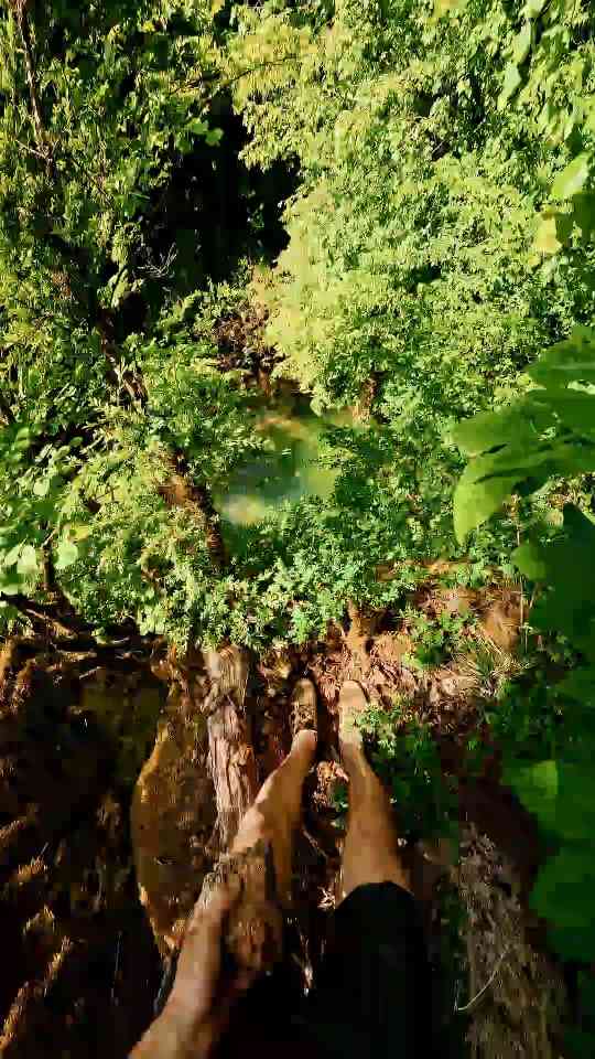 The thrill of leaping through tree canopies