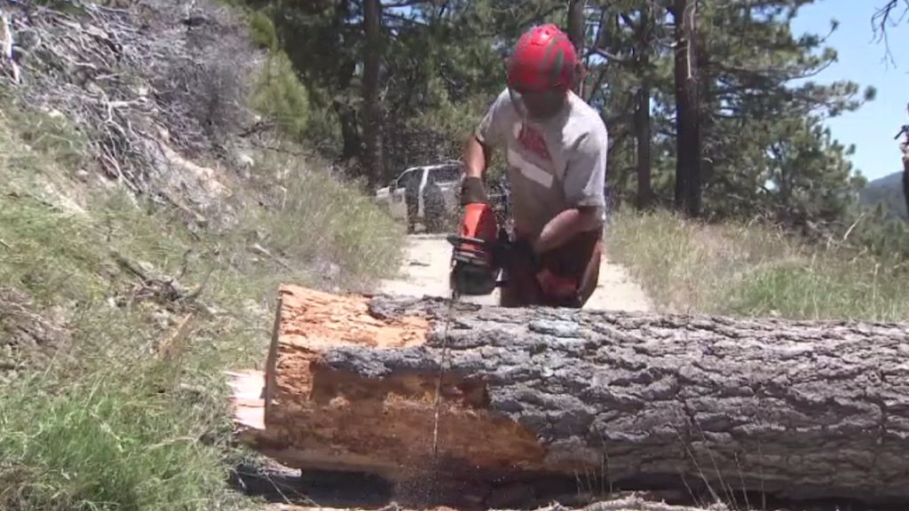 Team Rubicon helping clear dozens of dead trees on Big Bear