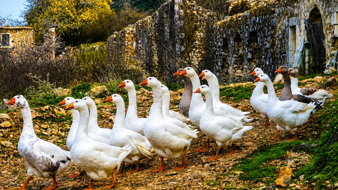 A goose procession through an abandoned stone village