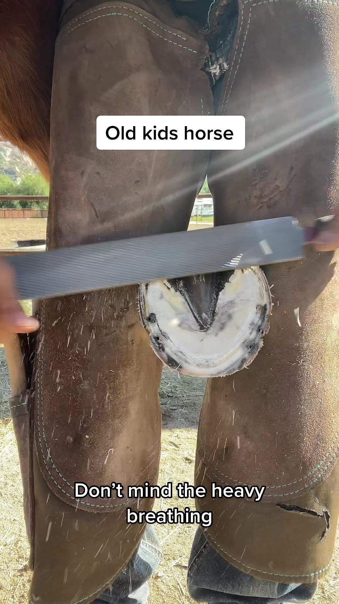 Young Horse Hoof Care Trim