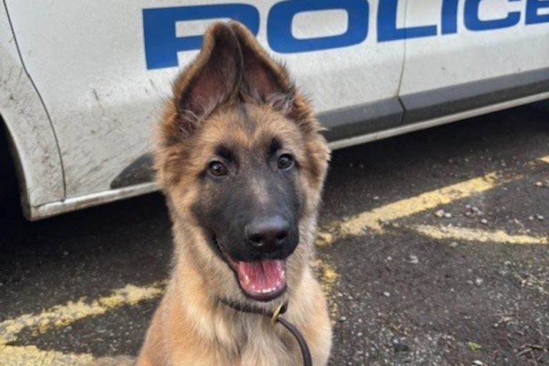 The cutest photos of puppy police dogs training to track down Wearside ...