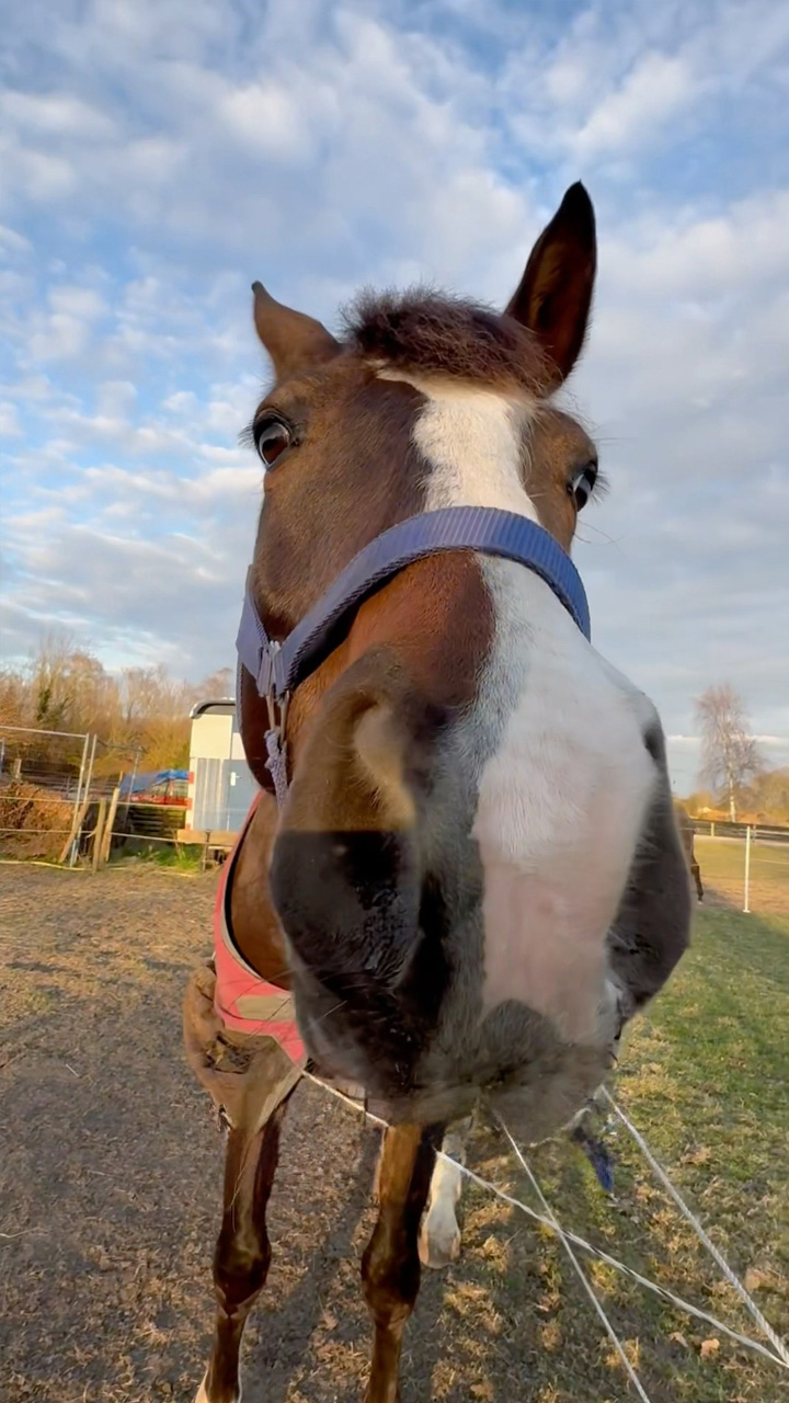 Dit dwaze paard is in een hilarische situatie terechtgekomen