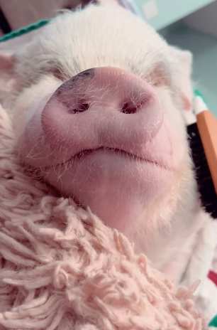 Adorable pig enjoying life to the fullest