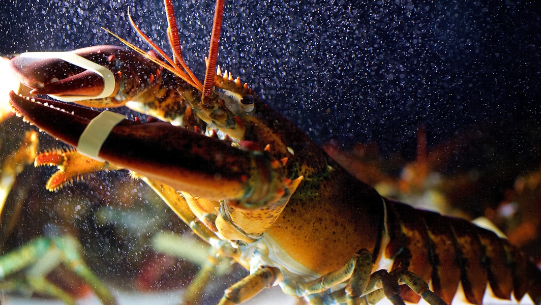 9 seafood chains known for freshness and sustainability