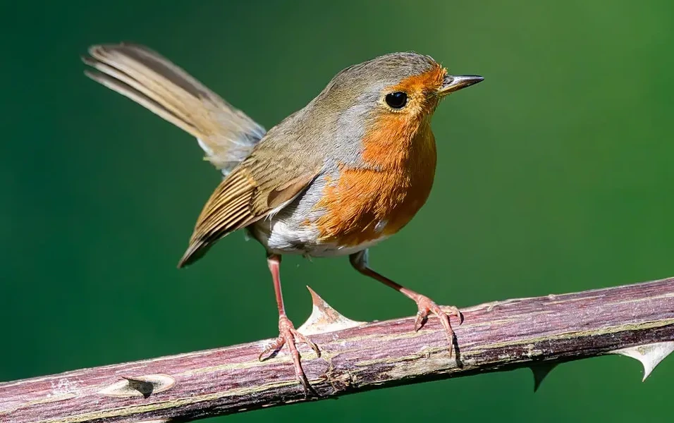 Urban gardens embrace robin-friendly, biodiversity-boosting designs