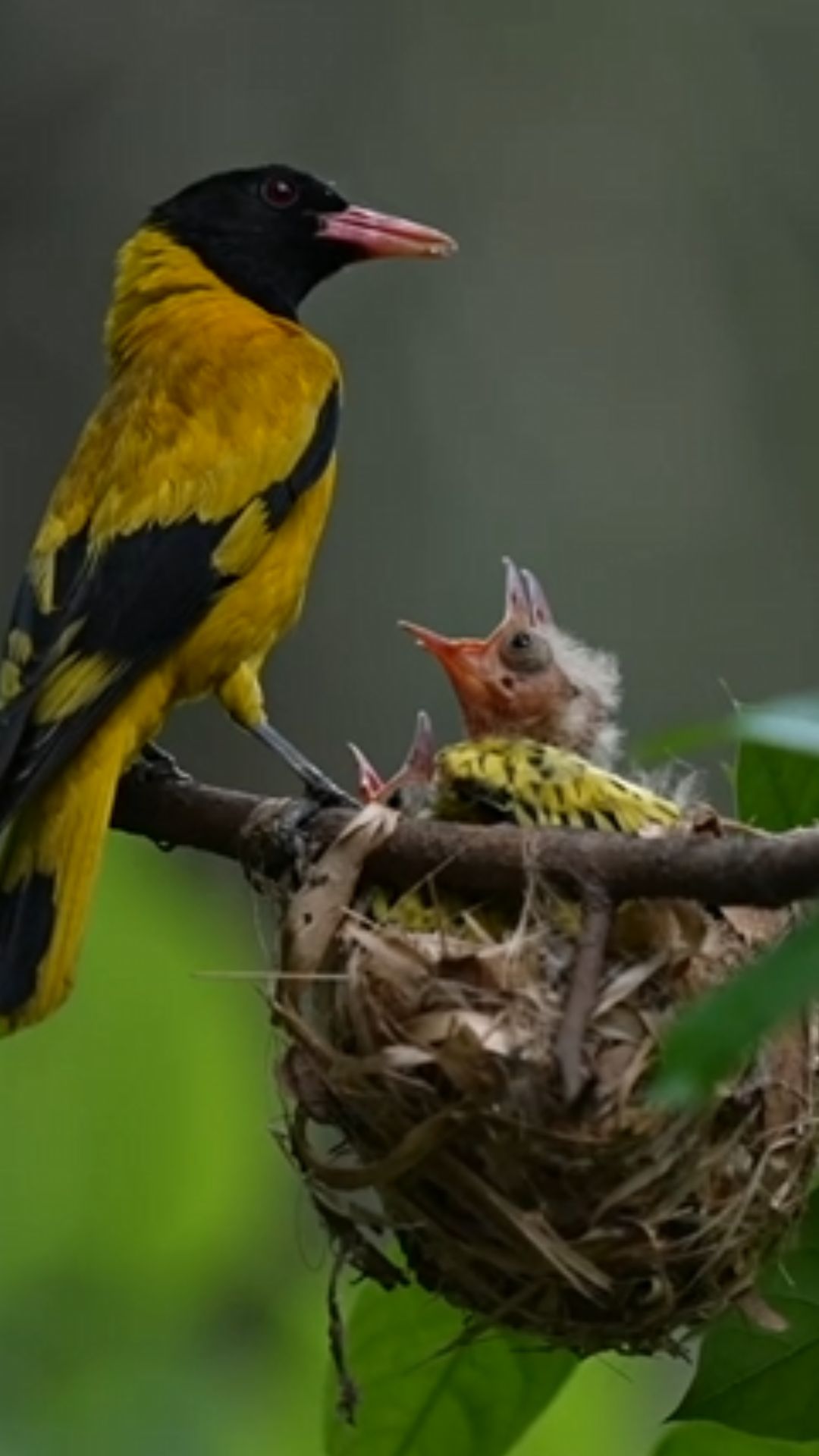 Black Hooded Oriole Feeds Hatchlings Beautiful Nature Moment