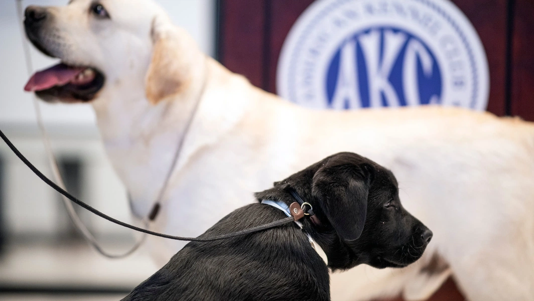 5 most popular AKC dog breeds in 2026