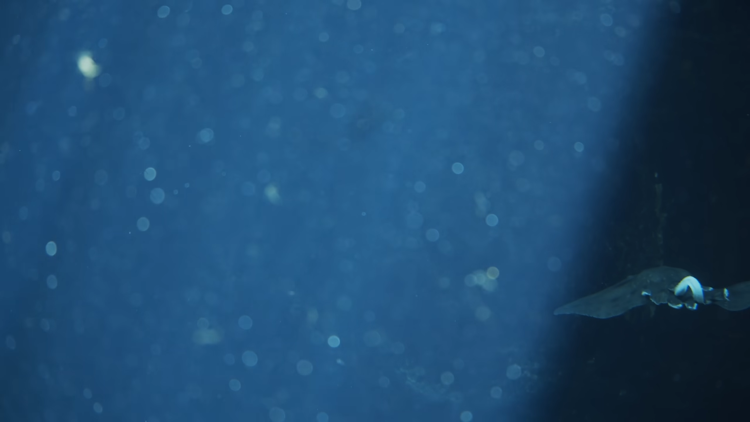 Two men dove 35,876 feet into the ocean - then they saw life at the bottom