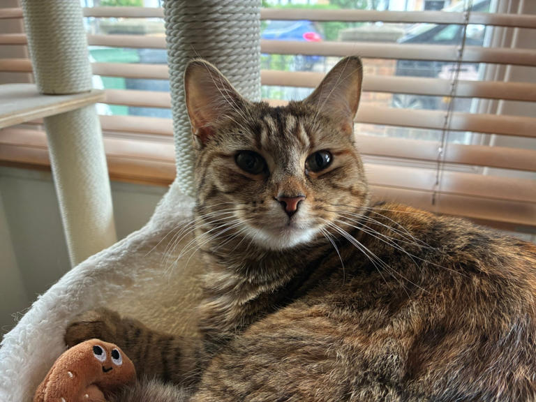 Starmer’s AI jobseeker chatbot wrote my pet cat a CV and said she’s ...