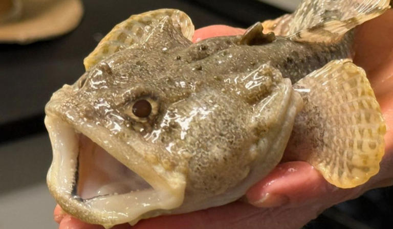 Los científicos lo tienen claro: un diminuto microbio dentro de los ...