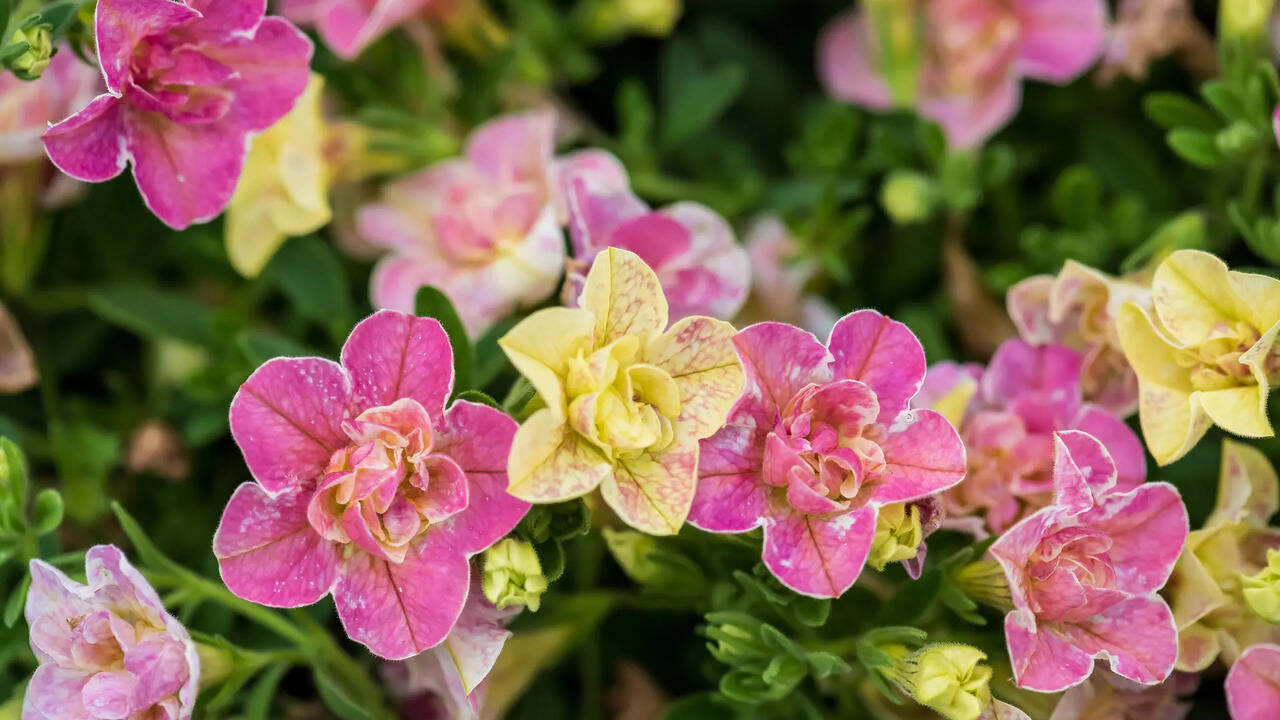 Top 10 new plants for spring gardening according to AP expert
