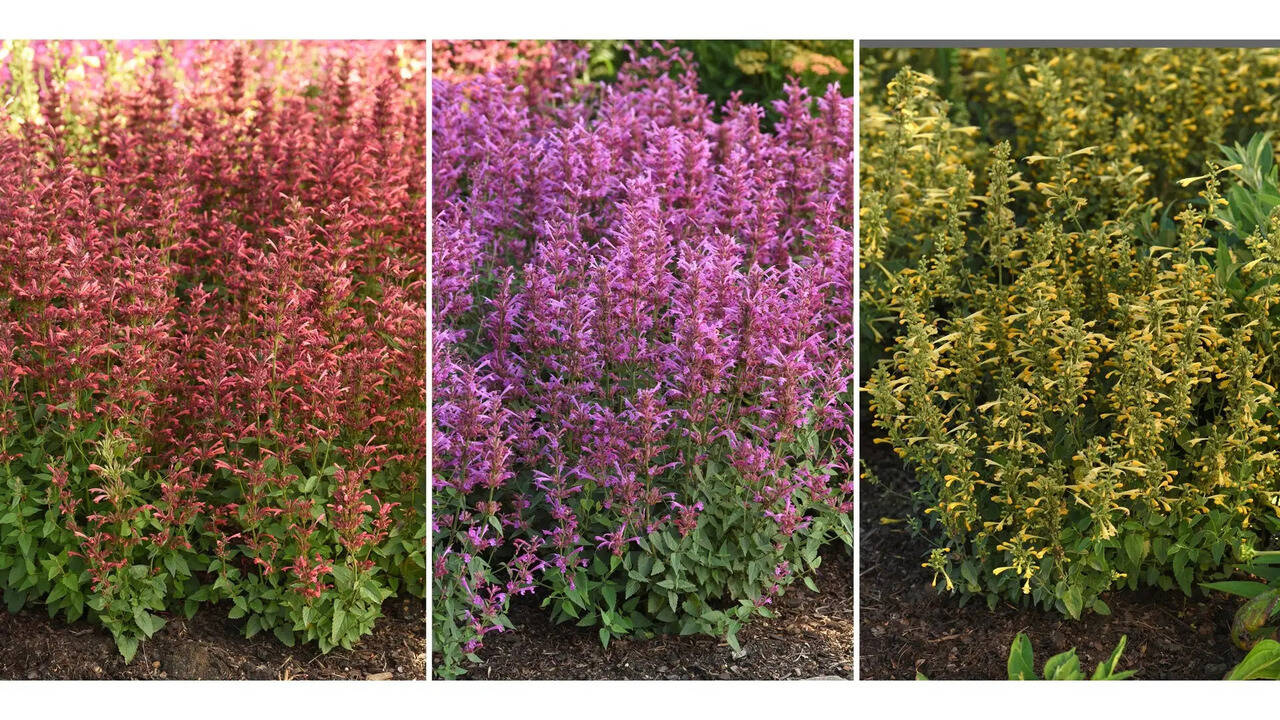 Top 10 new plants for spring gardening revealed by AP expert