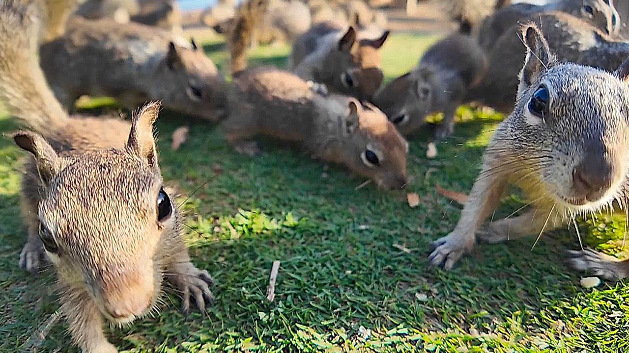 Junk food causing massive population of ground squirrels in California park