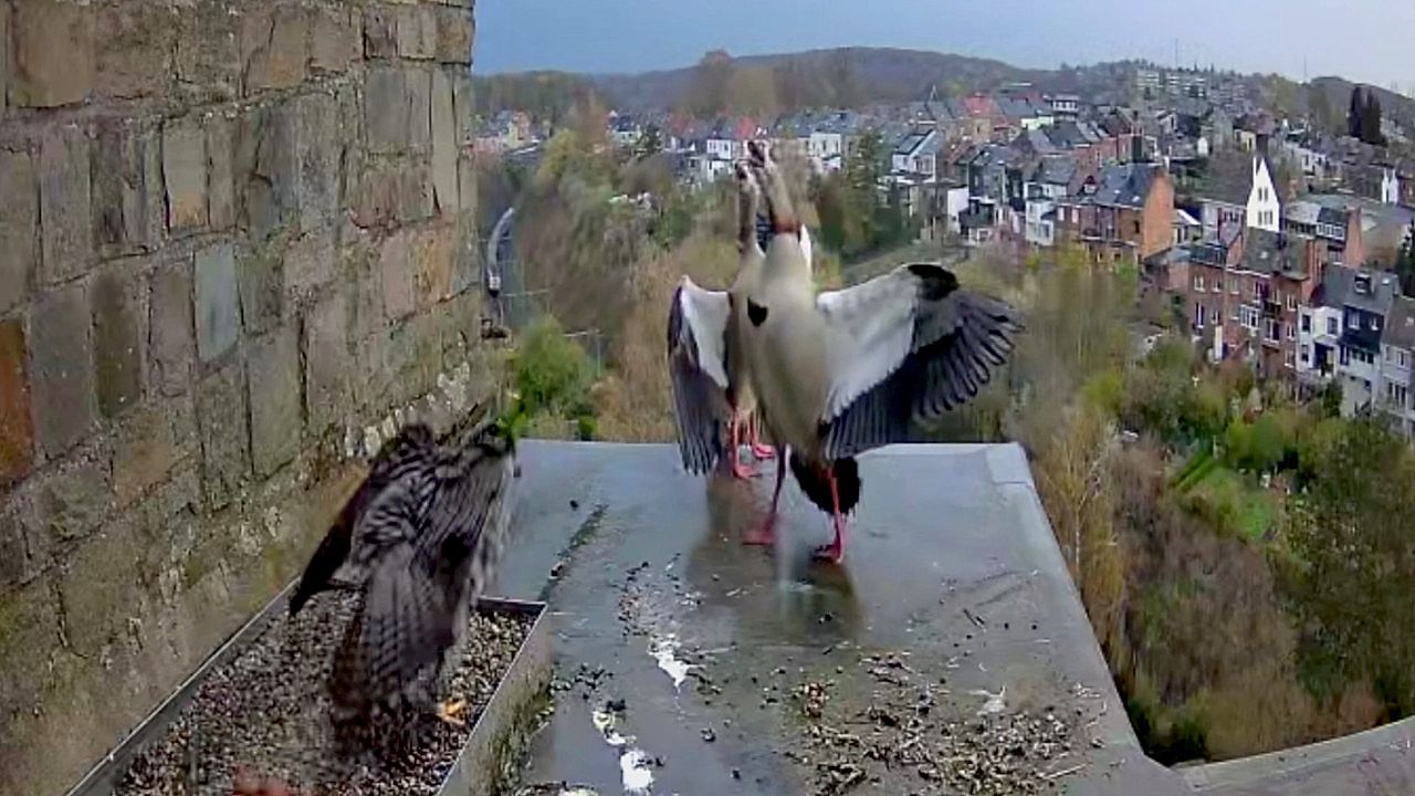 Peregrine falcon gets no rest defending church roof nest from Egyptian ...
