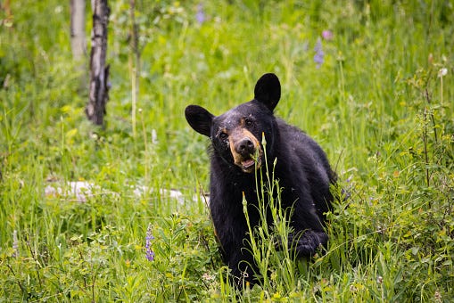 California couple used bottle, hatchet to fight off bear, police say