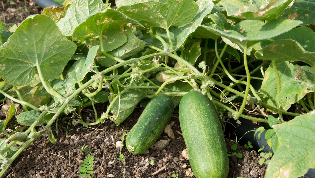 14 best companion and rival plants for cucumbers