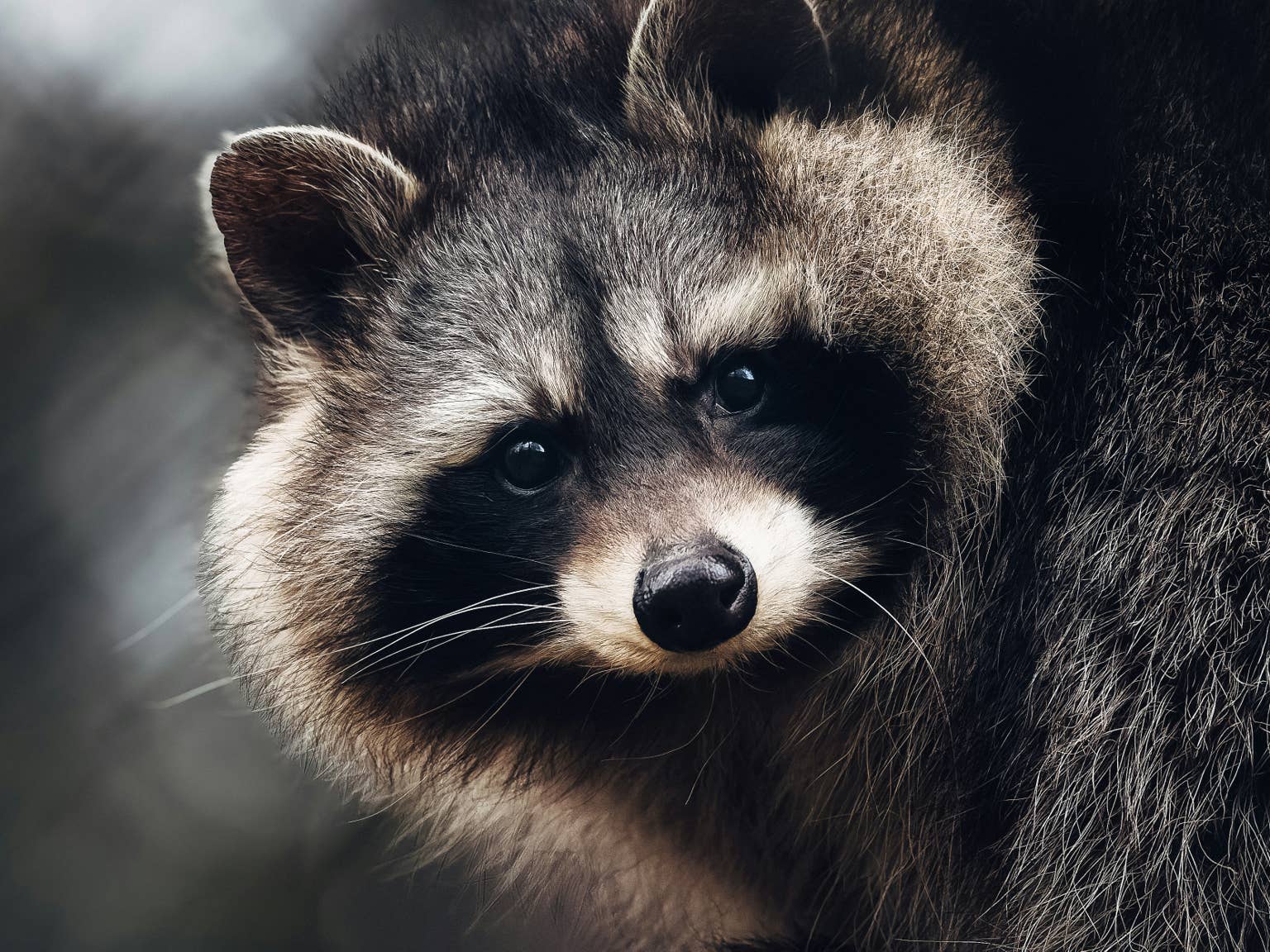 Watch a mother raccoon and her babies play in Central Park's tree!