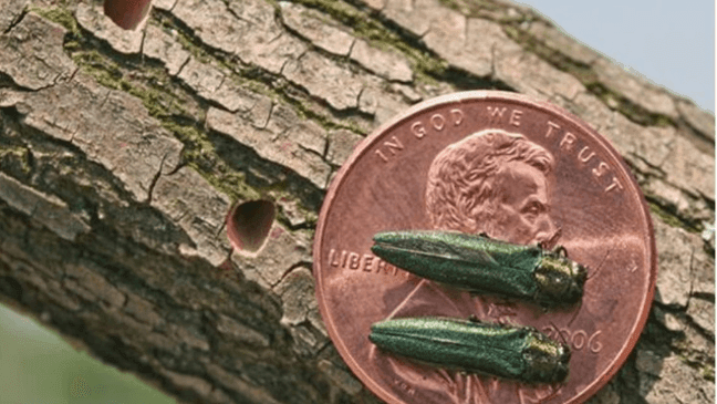 Invasive emerald ash borer threatens trees across Oklahoma
