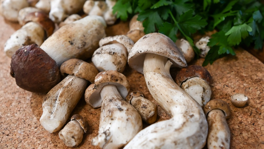 Master the art of cooking mushrooms