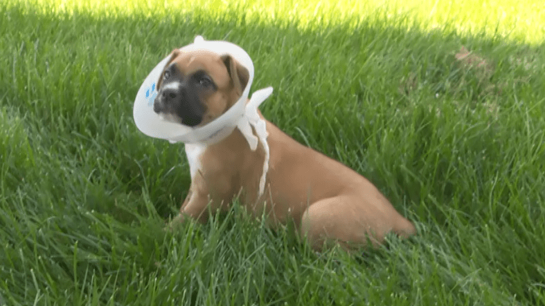 'Just not acceptable': Puppy found with no tail on the road to recovery