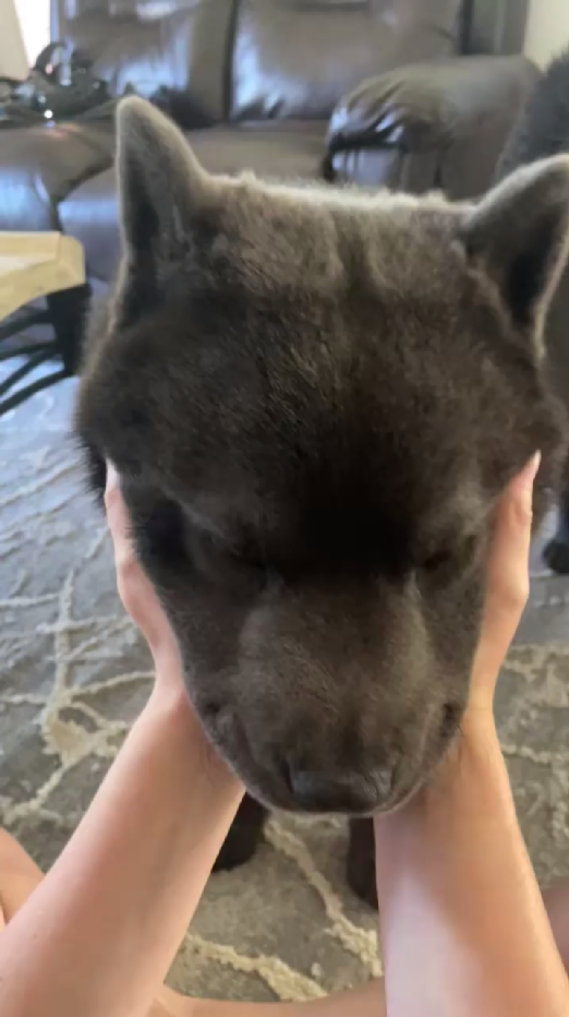 Funny chow chow reaction officially done with squishes