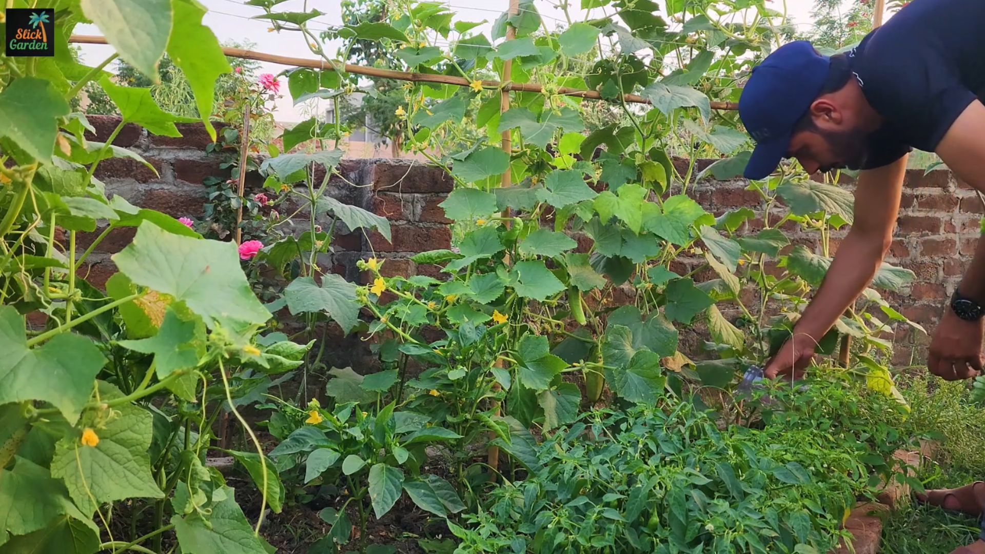 Boost cucumber yields: The boric acid trick for big fruits