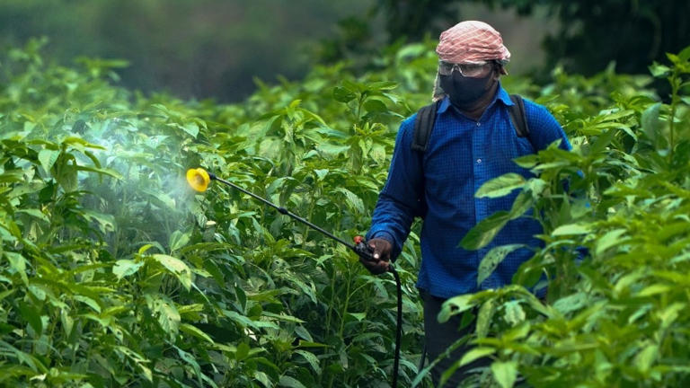Why hasn't India banned paraquat, a toxic herbicide rejected by much of ...