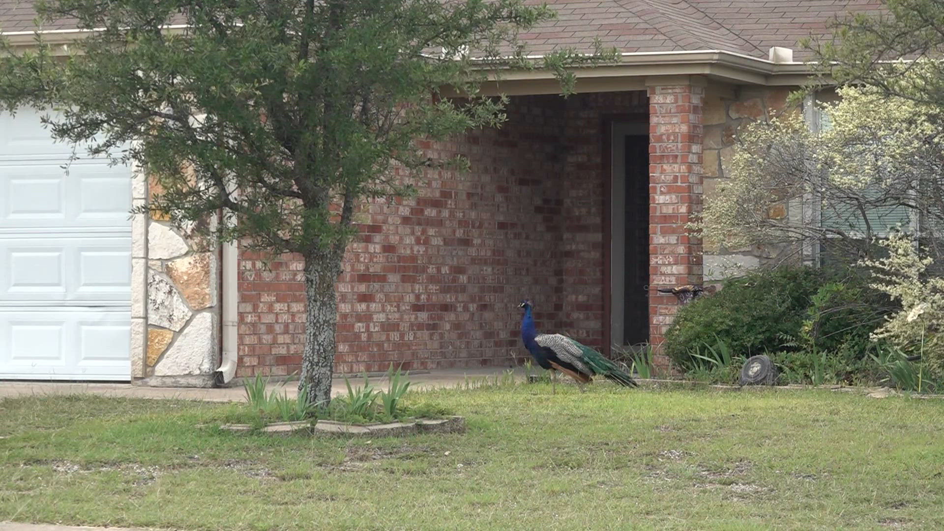 Copperas Cove asking residents to stop feeding peacocks taking over ...
