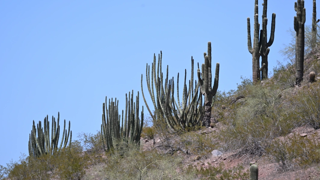 Cactus care tips every plant lover needs