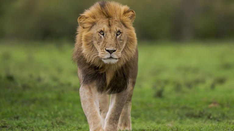 Lion charges at child in Gujarat village after killing domestic animal ...