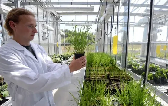 How plants make their own fertilizer naturally