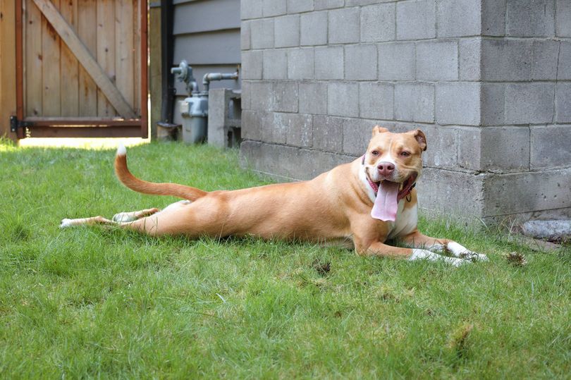 What it means if your dog won't stop panting