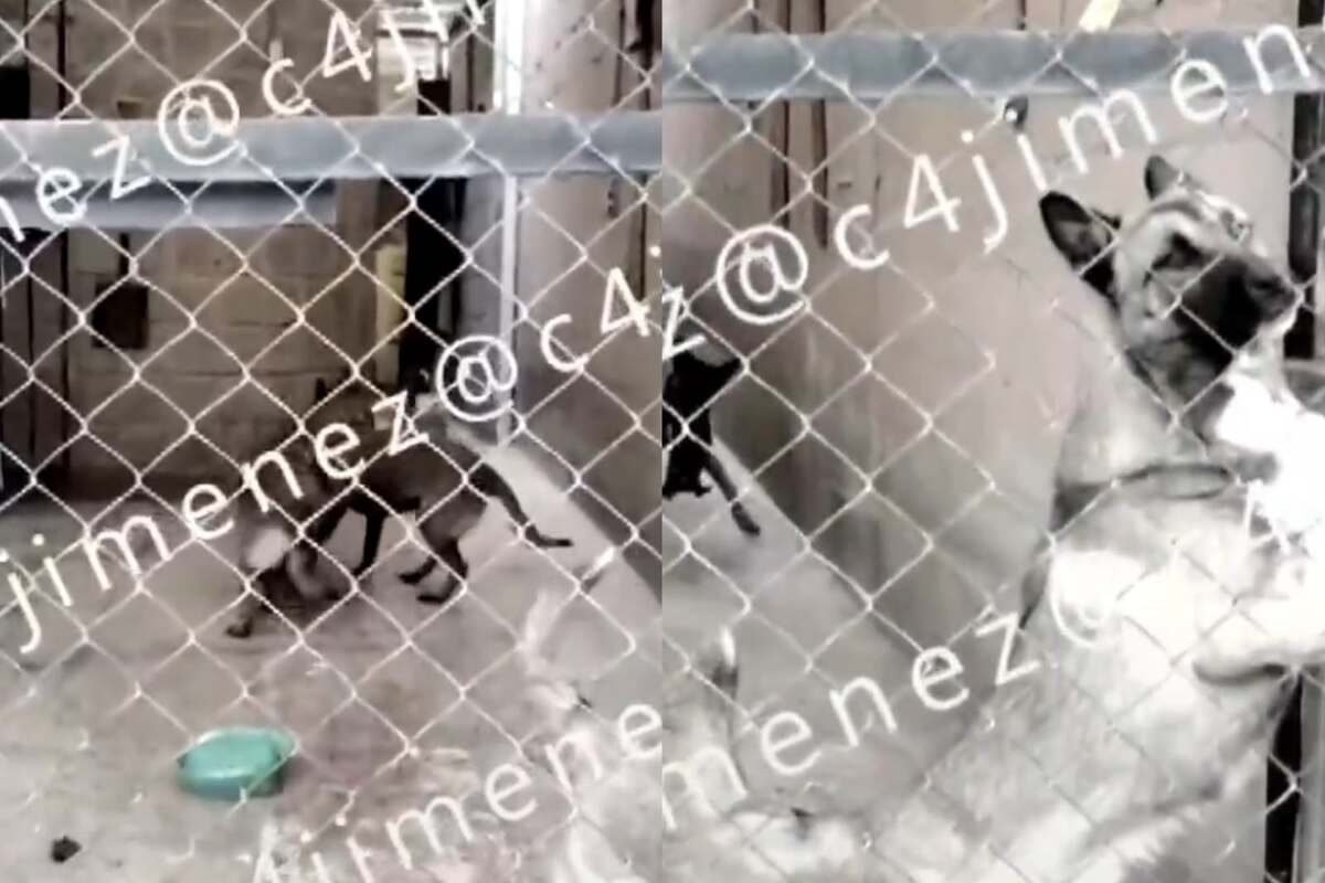 Exhiben predio en Ixtapaluca donde perros se comen entre sí por falta ...