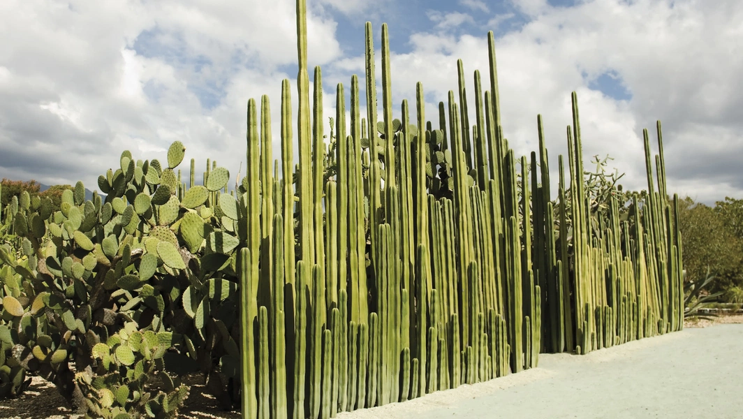 Cactus care tips every plant lover needs