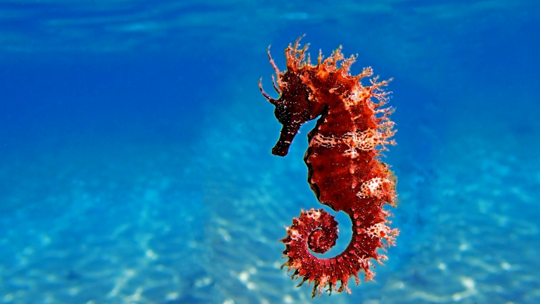 Fact of the day: This is the only animal on Earth where males get ...