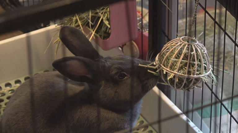 Realtors see a growing trend of pets driving home-buying decisions