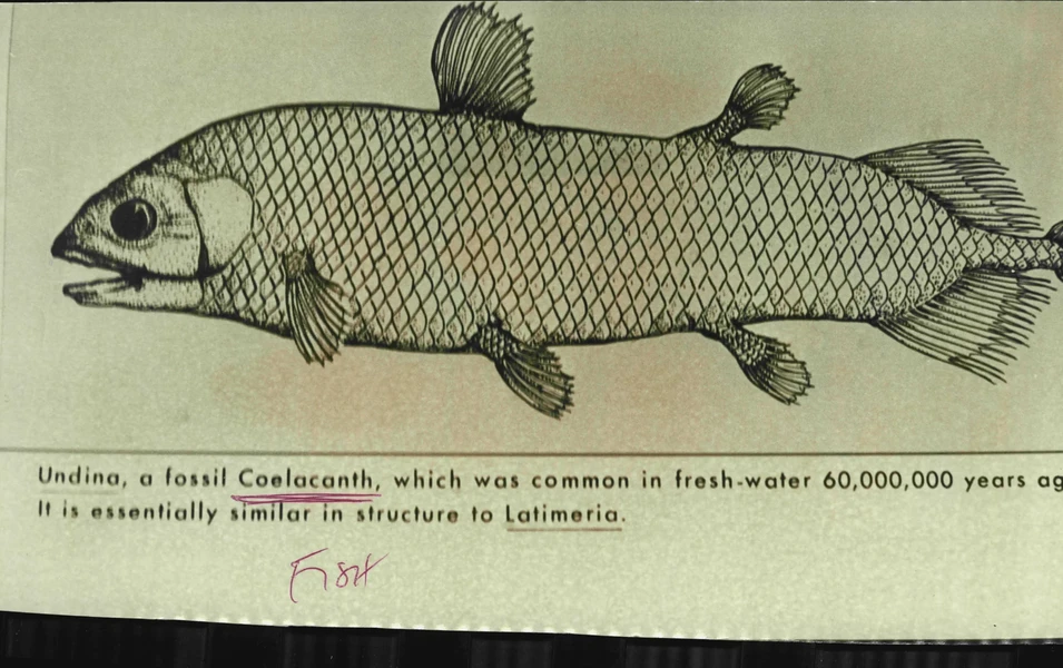 Ancient 'living fossil' fish offer clues to evolution and survival