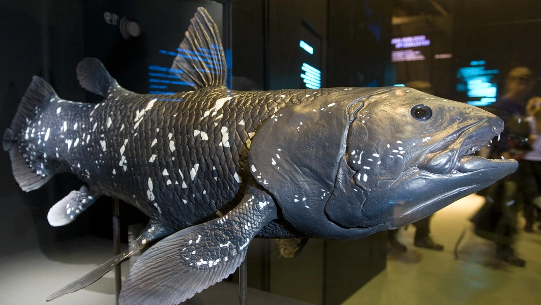 Ancient 'living fossil' fish offer clues to evolution and survival