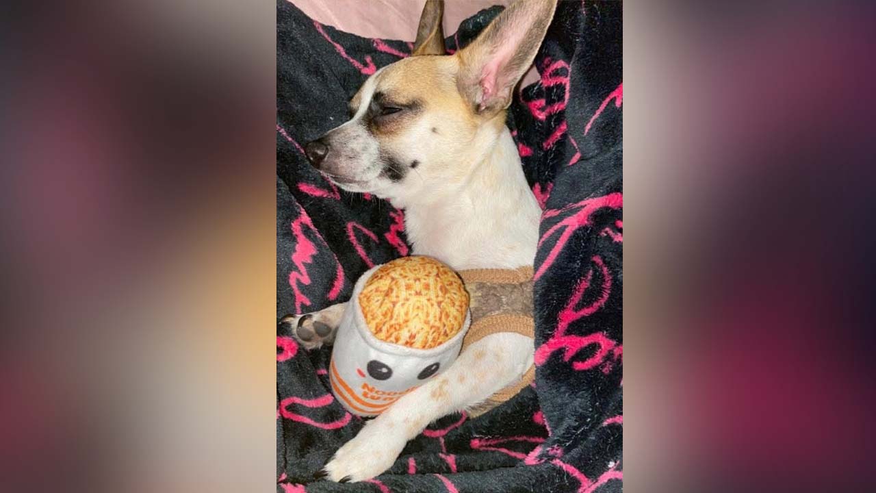 Dog seriously injured after found in trash compactor in Austin, owner ...