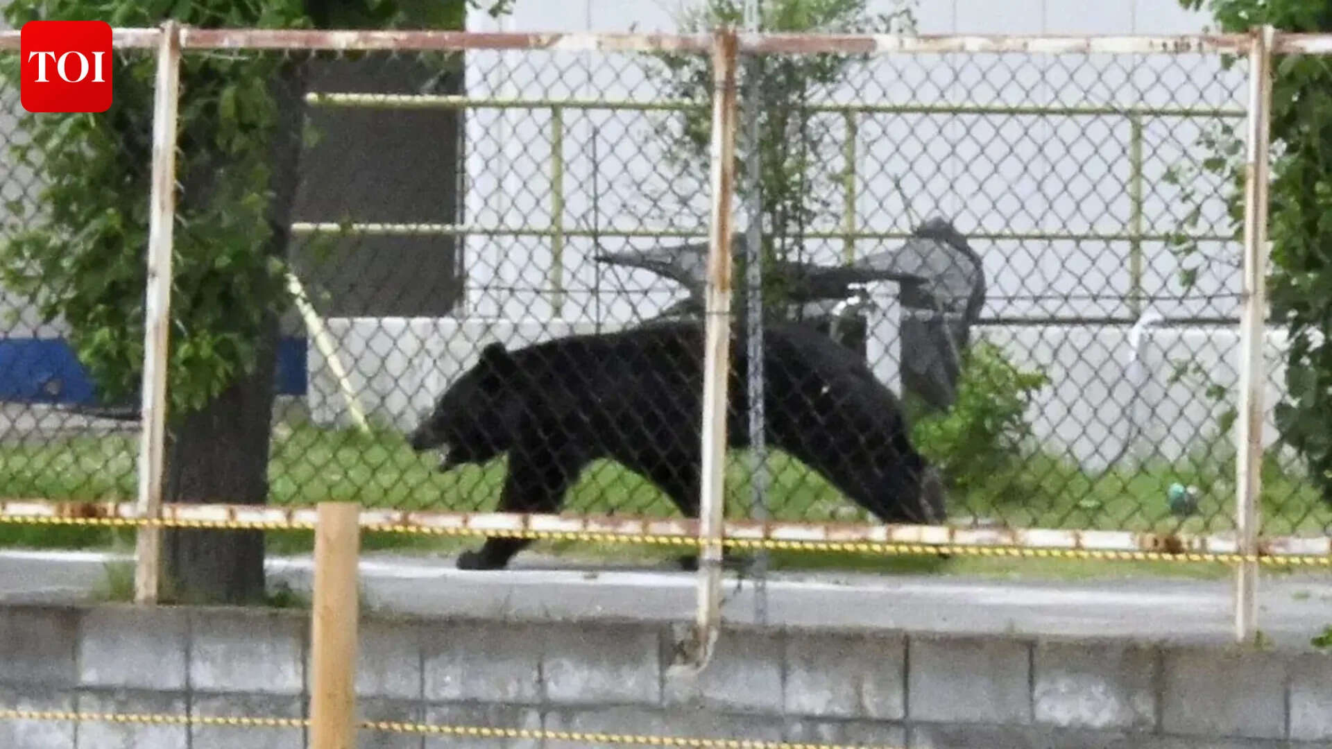 Japanese city closes nearly 100 schools after wild bear sightings: Is ...