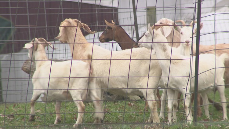 Couple pleads guilty after over 200 emaciated animals found on Brant farm