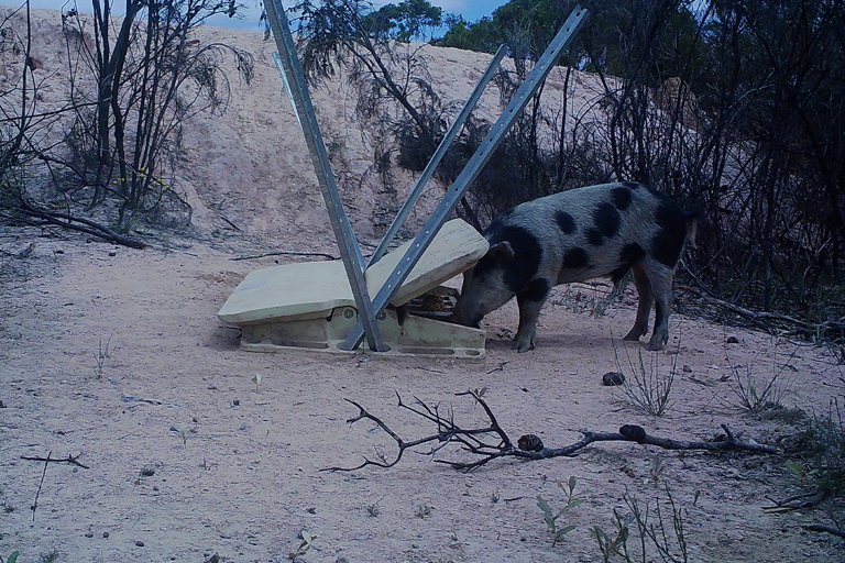Aussie island's 'tremendous achievement' as destructive invader ...