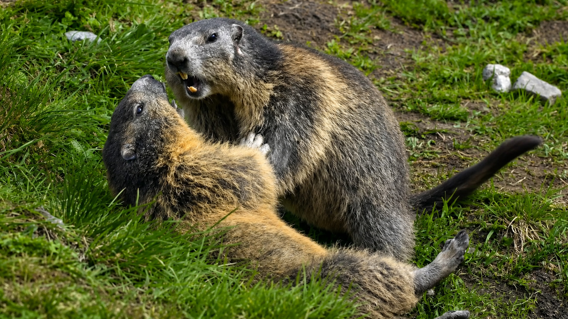 Hidden camera captures two marmots in a brief territorial dispute