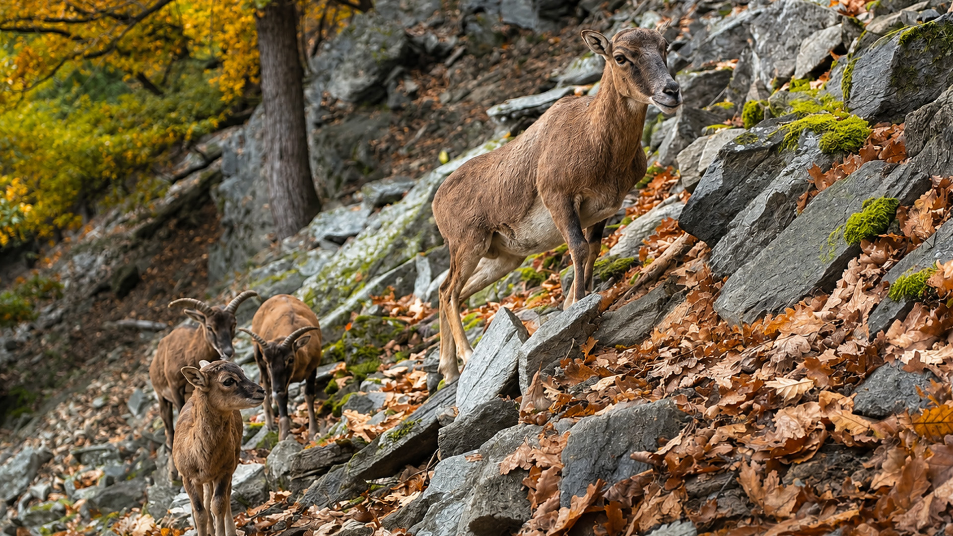 Hidden camera reveals daily movement along a mountain route
