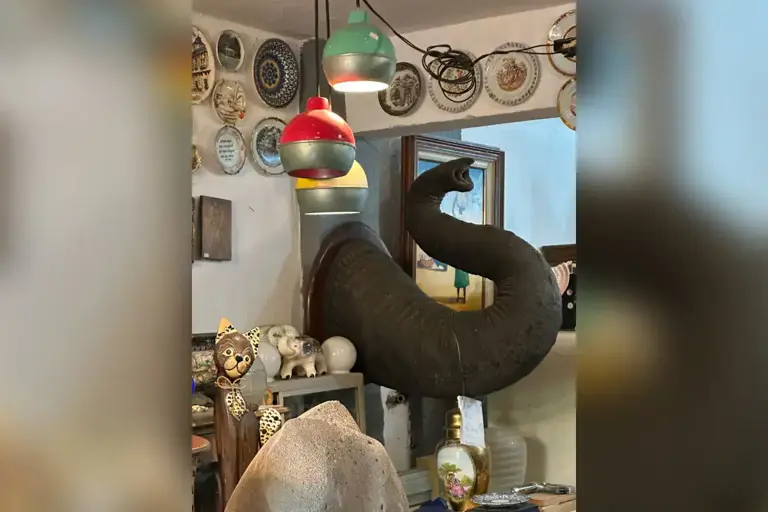 PF apreende tromba de elefante asiático em antiquário no Rio