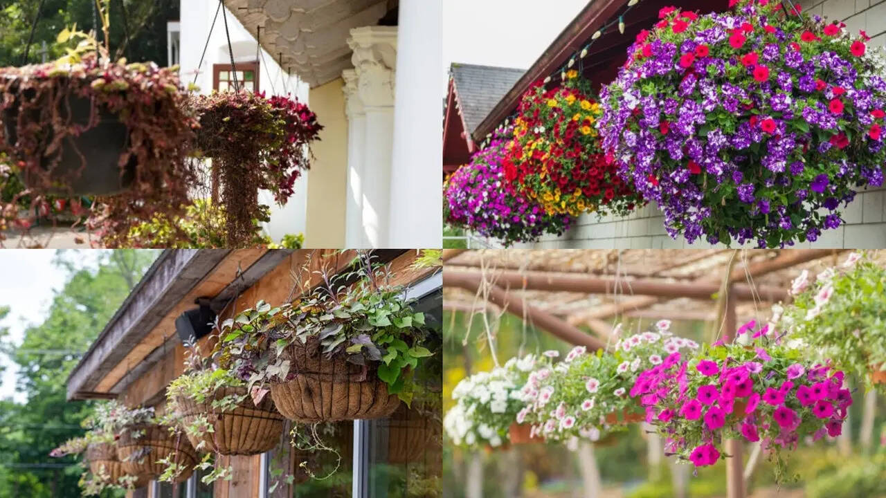 Hanging baskets turning thin: 7 smart care tips to keep them ...